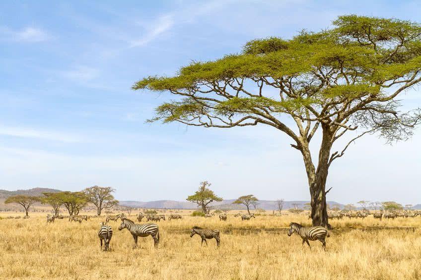 Namibian Charcoal Production – Black Granite